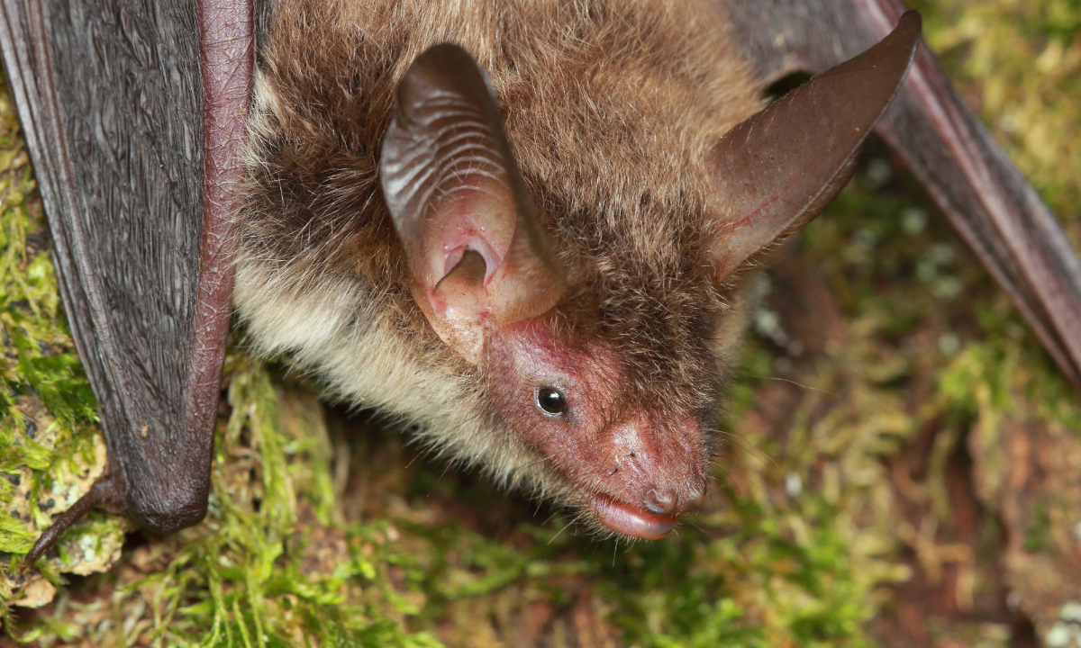 De mest truede dyrearter i Danmark – og hvordan du kan hjælpe dem ...